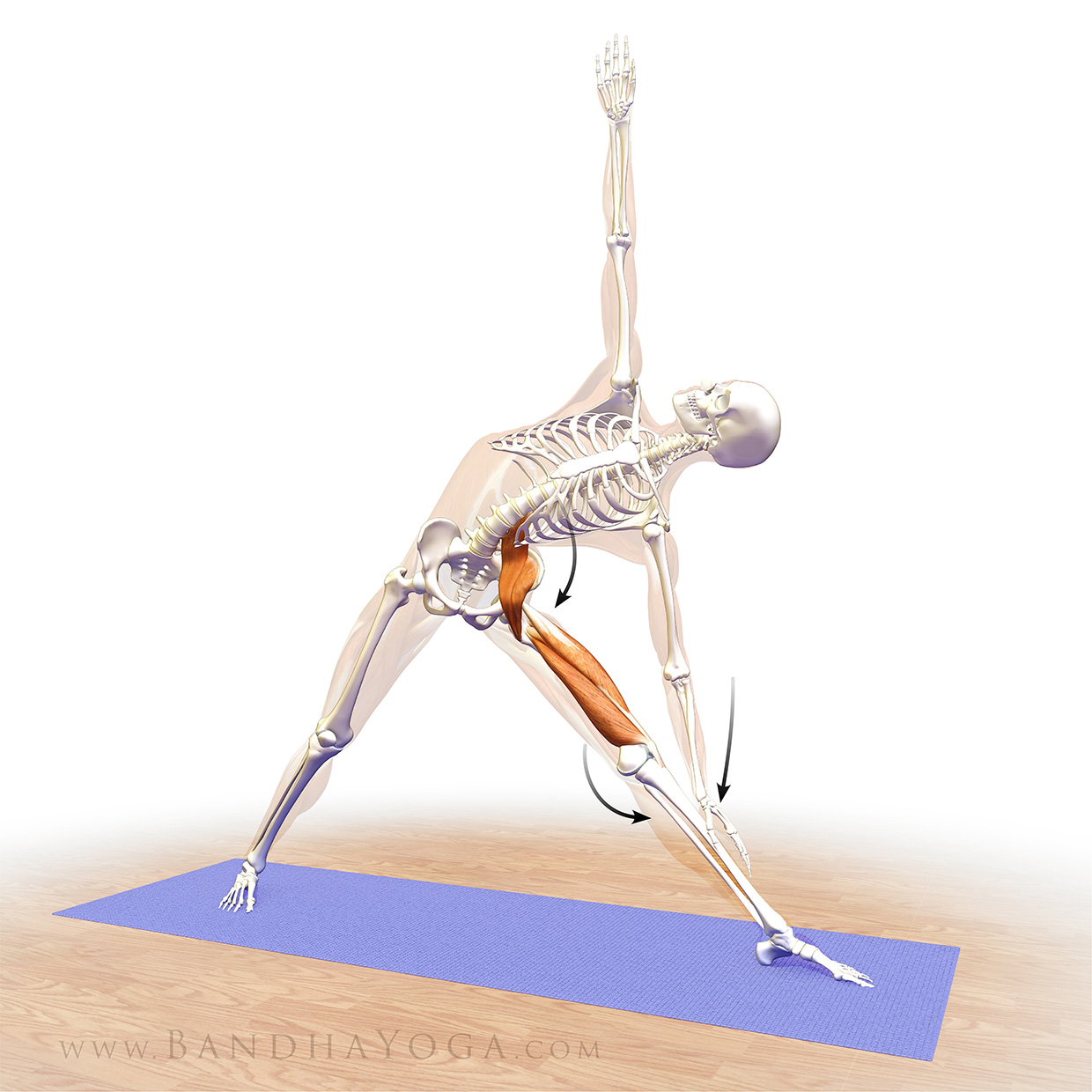 Co-activate Your Psoas and Quads in Trikonasana – Omstars
